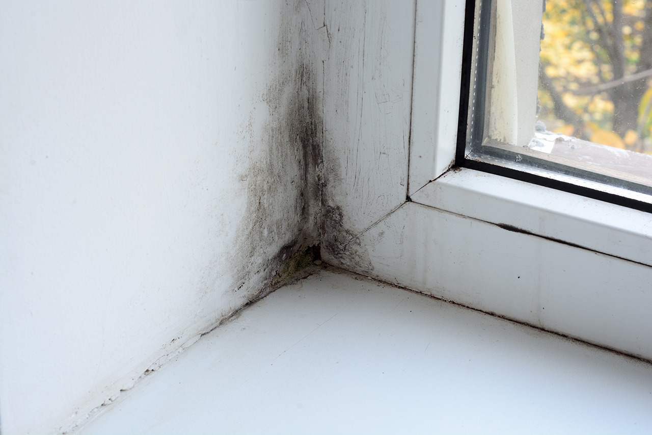 How to Prevent Home Mold Problems | Assure Inspections Inc., Inc
